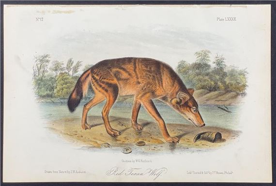 John James Audubon | Red Texan Wolf (1854) | MutualArt