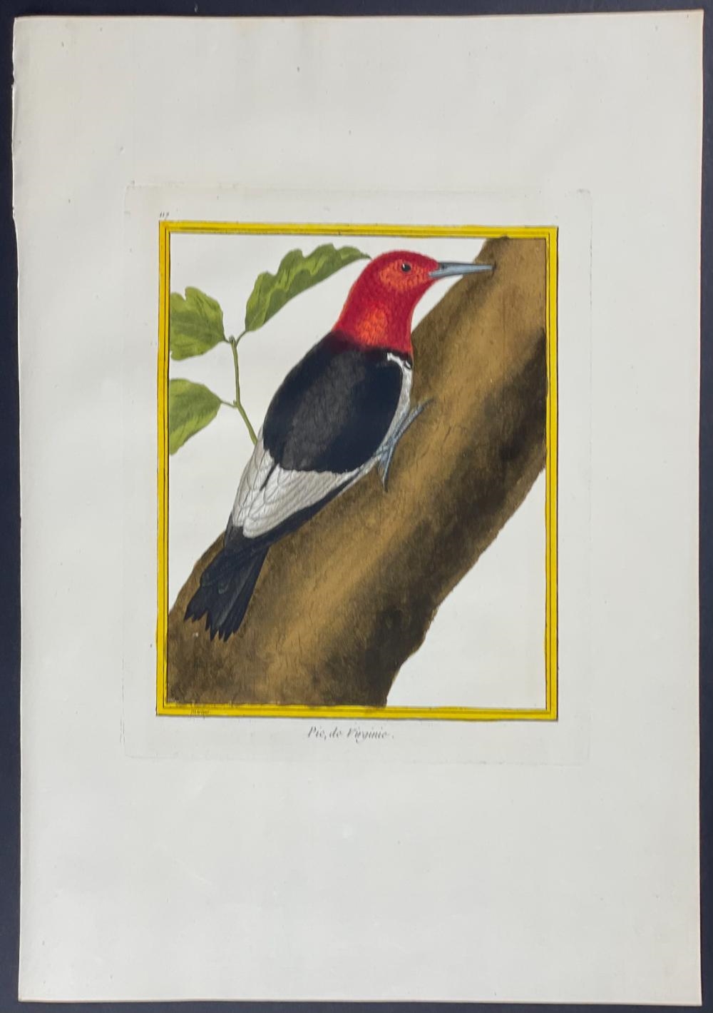 François Nicolas Martinet | Red-headed (Virginia) Woodpecker (1770 ...