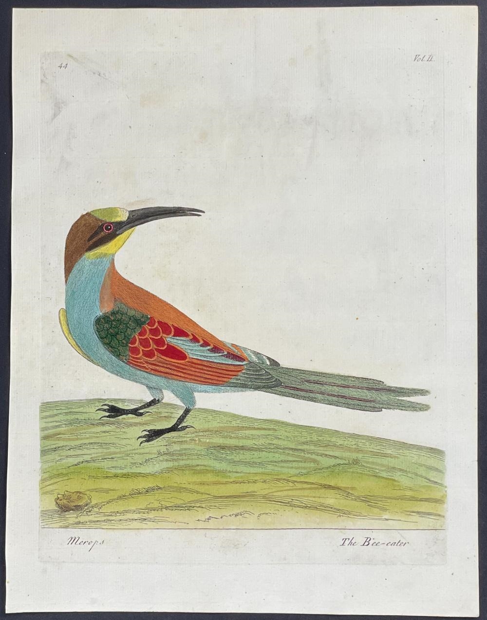Eleazar Albin | Bee-Eater (1738 - 1740) | MutualArt