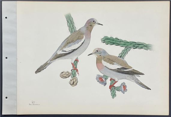 Rex Brasher | Brasher - Whitewing Dove (1931) | MutualArt
