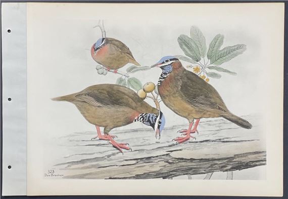 Rex Brasher | Bluehead Quail Dove (1931) | MutualArt