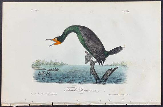 John James Audubon | Florida Cormorant (1840 - 1844) | MutualArt
