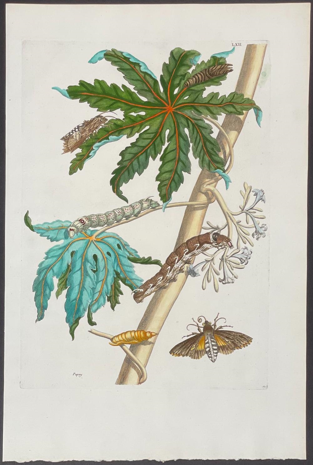 Maria Sibylla Merian | Moth Metamorphosis (1771) | MutualArt