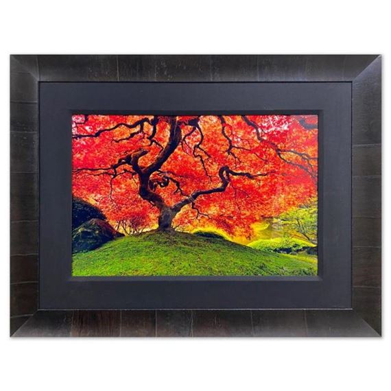 Peter Lik | Tree of Life | MutualArt