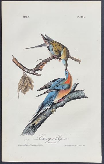 John James Audubon | Passenger Pigeon (1840 - 1844) | MutualArt