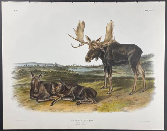 John James Audubon | Moose Deer (1845 - 1851) | MutualArt