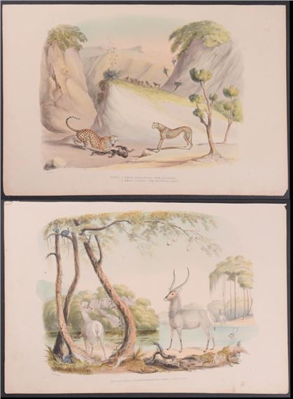 William Cornwallis Harris | Portraits of the Game and Wild Animals of ...