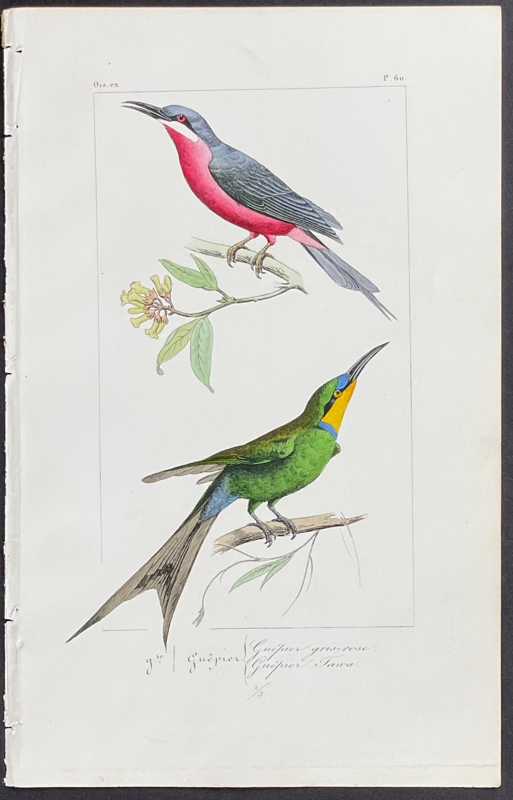 Charles Lemaire | Bee-Eater (1875 - 1879) | MutualArt