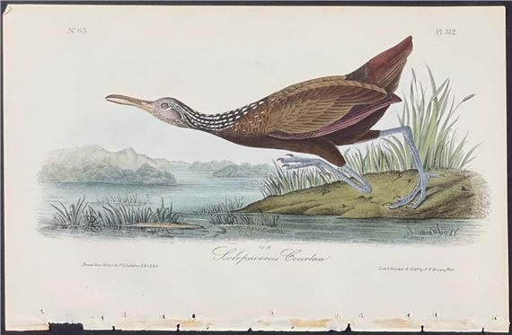 John James Audubon | Scolopaceous Courlan (1840 - 1844) | MutualArt