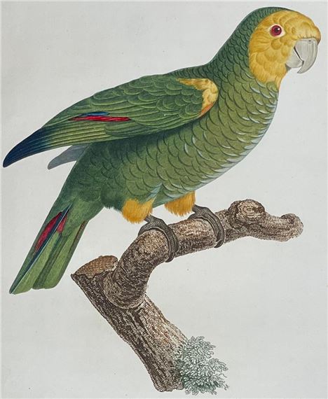 Jacques Barraband | Parrot (1801) | MutualArt