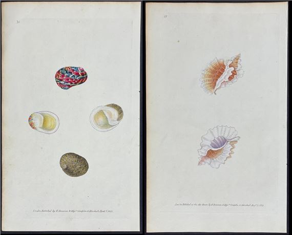 Edward Donovan | 3 Shell Engravings (1822 - 1827) | MutualArt