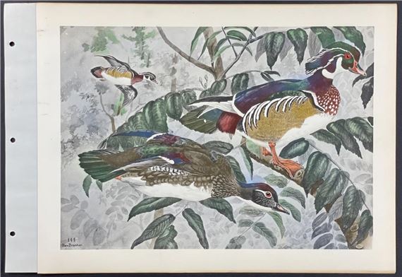 Rex Brasher | Wood Duck (1931) | MutualArt