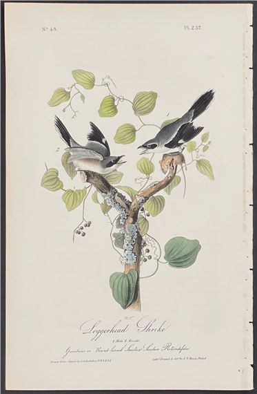 John James Audubon | Loggerhead Shrike (1840 - 1844) | Compare similar ...