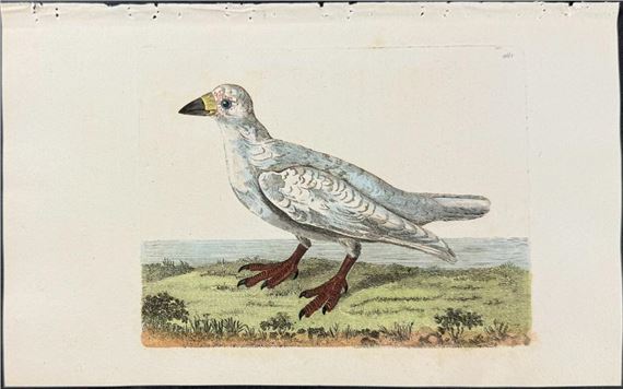 Frederick Polydore Nodder | Southern Sheathbill (1789 - 1813) | MutualArt