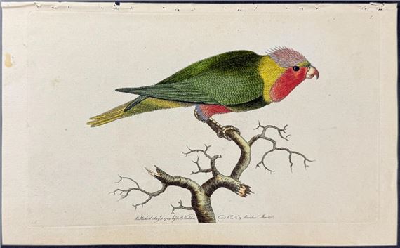 Frederick Polydore Nodder | Purple-headed Parrakeet (1789 - 1813 ...