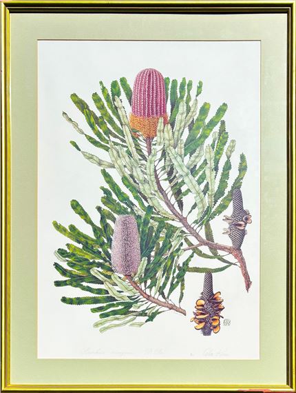 Celia Rosser | Banksia menziesii (1974) | MutualArt
