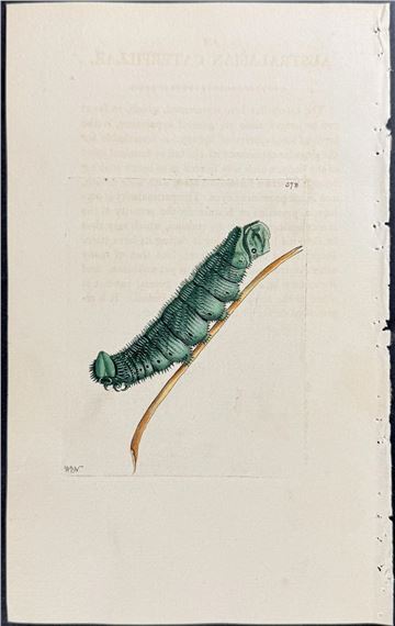 Frederick Polydore Nodder | Australasian Caterpillar (1789 - 1813 ...