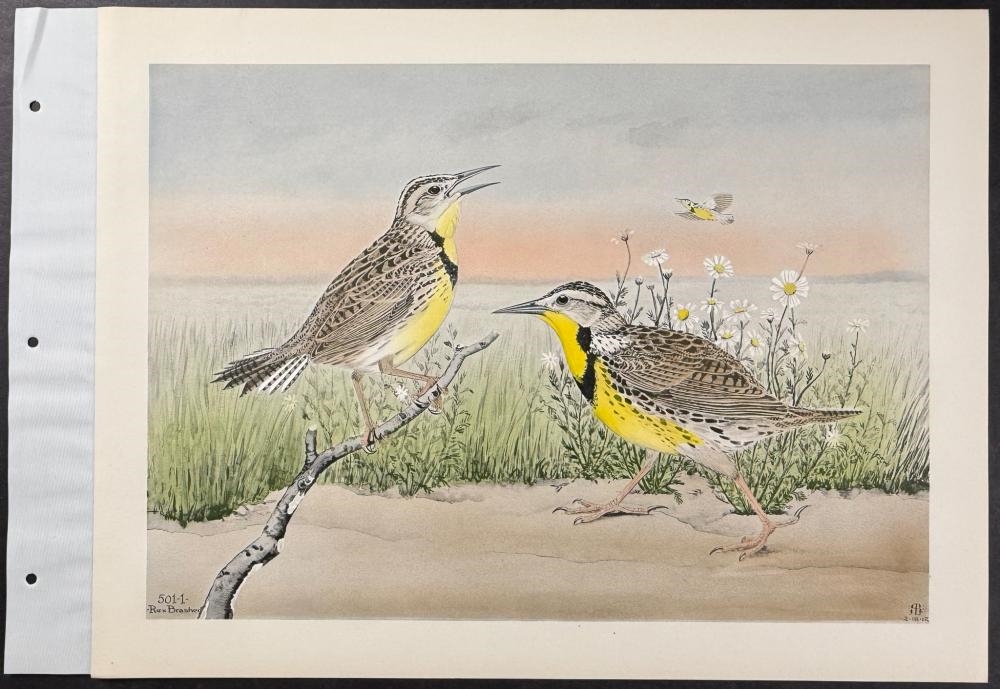 Rex Brasher | Western Meadowlark (1931) | MutualArt