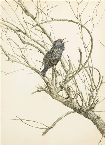 Raymond Harris Ching | Starling (1974) | MutualArt