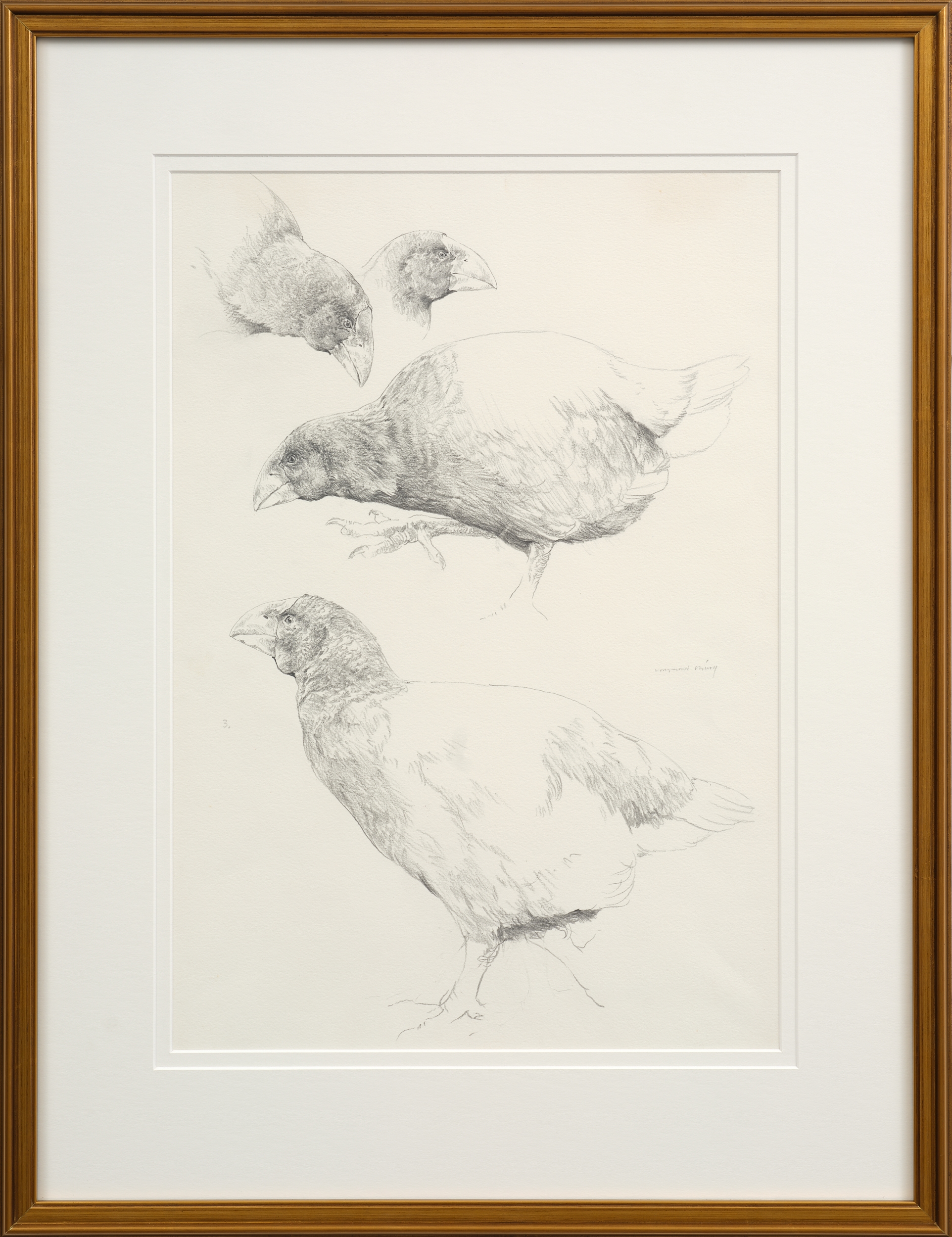 Raymond Harris Ching | Takahe | MutualArt