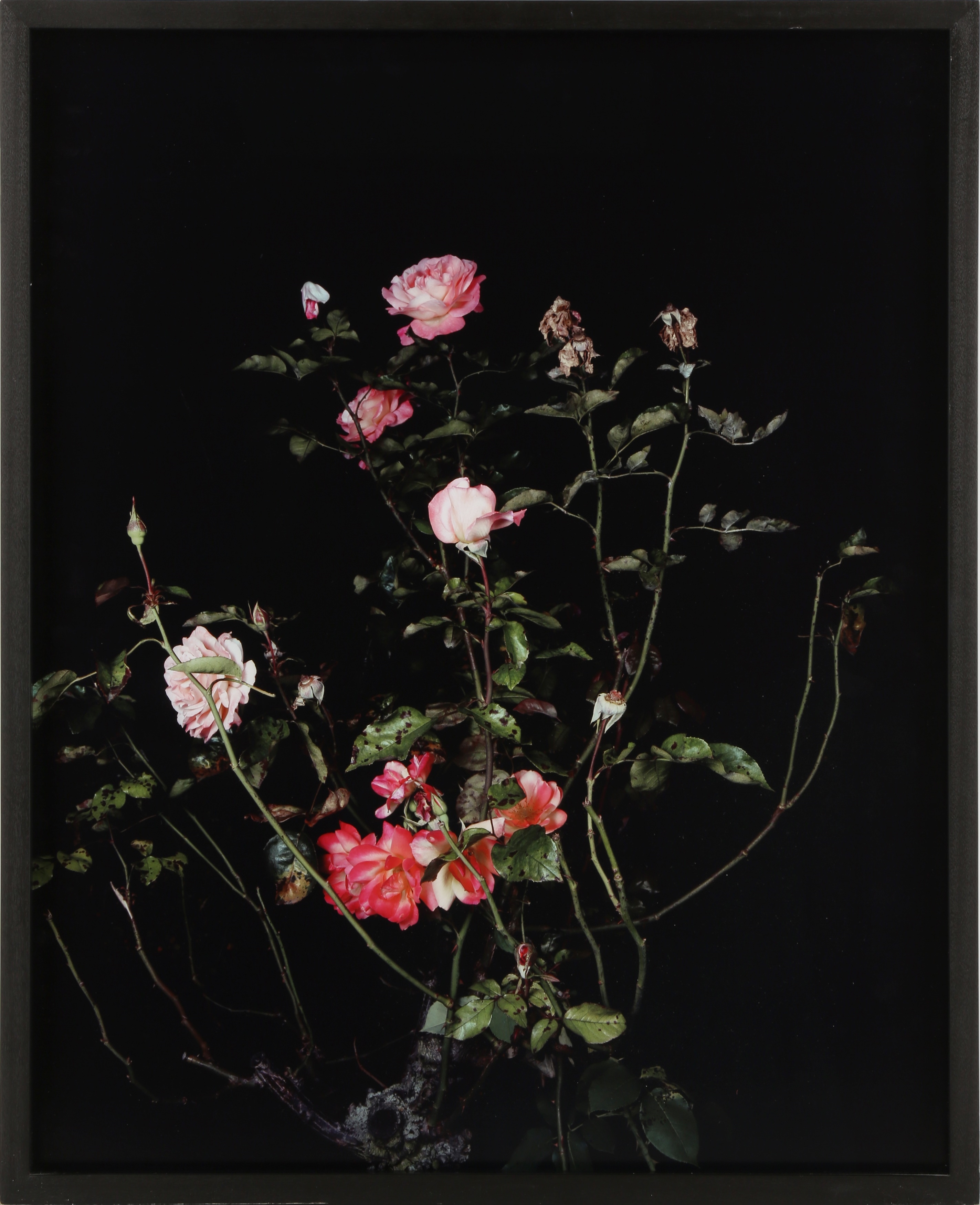 Sarah Jones | The Rose Gardens [Display: II] (III (203) | MutualArt