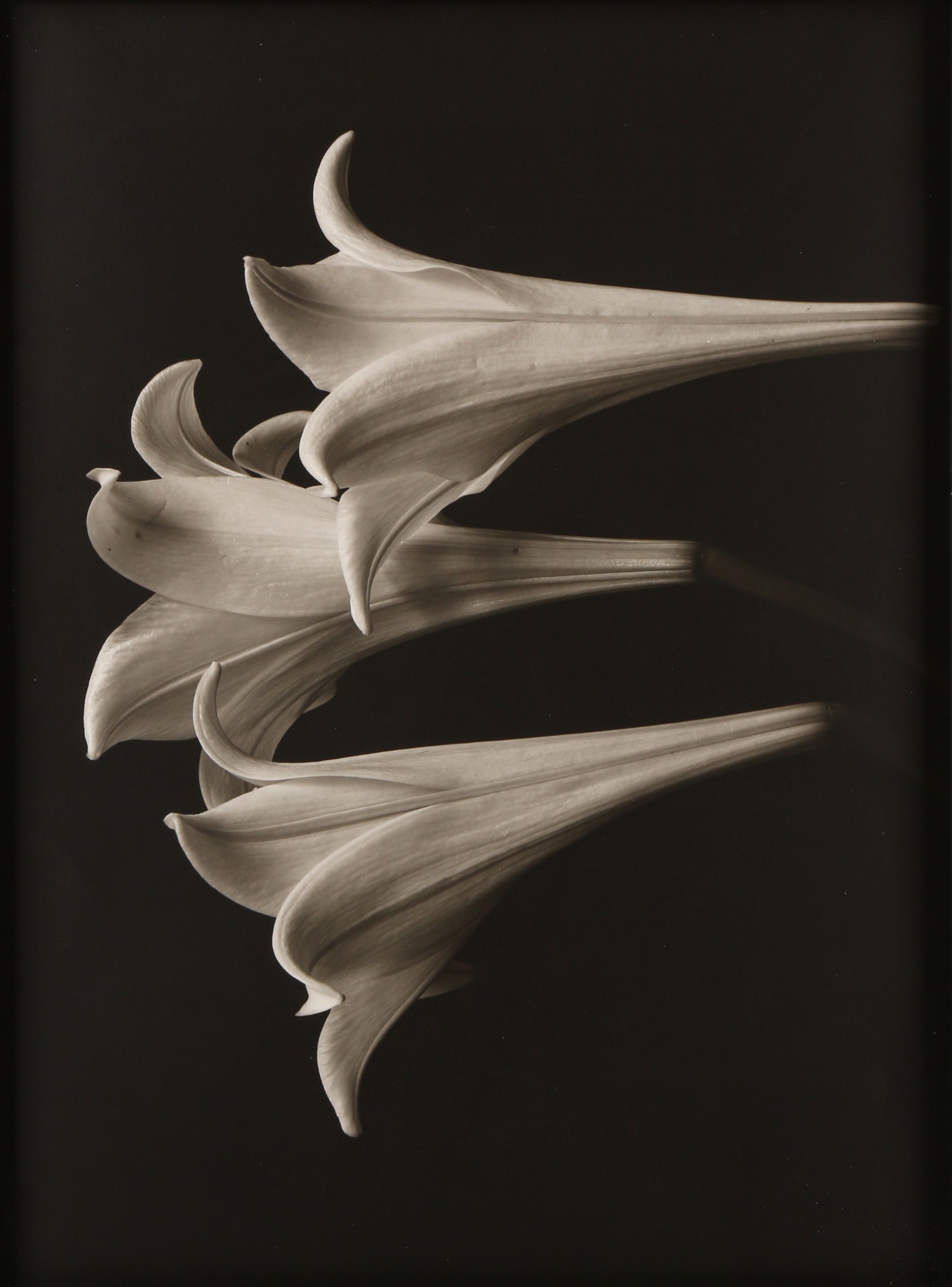 Bruce Rae | Still Lives | MutualArt