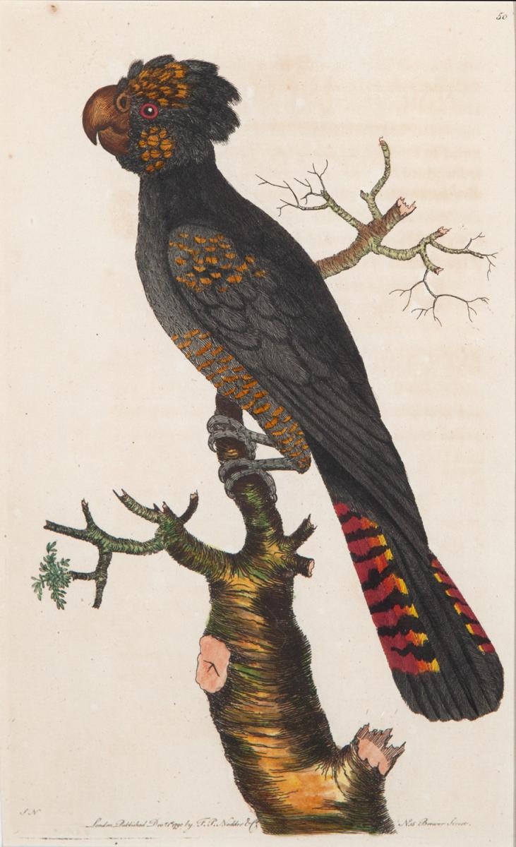 Frederick Polydore Nodder | The Magnificent Cockatoo (1790) | MutualArt