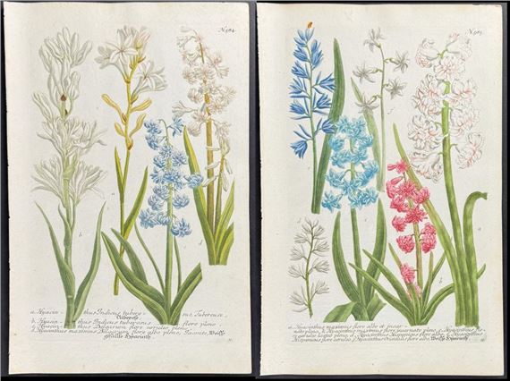 Johann Weinmann | 3 Hyacinth (1736 - 1748) | MutualArt