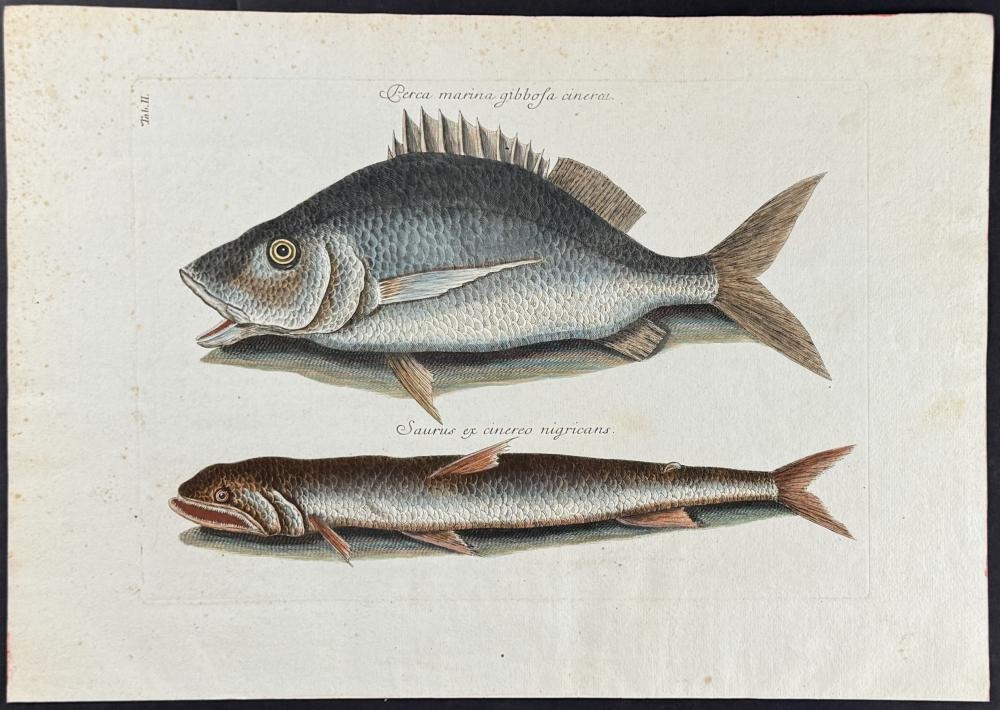 Mark Catesby | Margate Fish & Sea Sparrow-Hawk. 2-2; Pork Fish ...