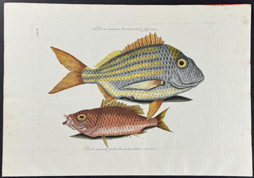 Mark Catesby | Margate Fish & Sea Sparrow-Hawk. 2-2; Pork Fish ...