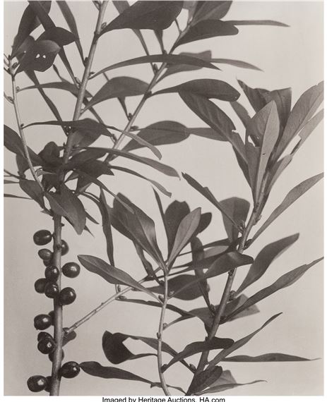 Edwin Hale Lincoln | Daphne from Wildflowers of New England (Circa 1910 ...