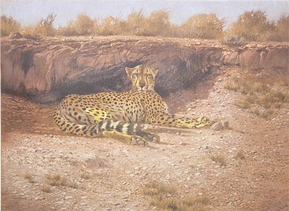 Kim Donaldson | Kalahari Cheetah in the Shade | MutualArt