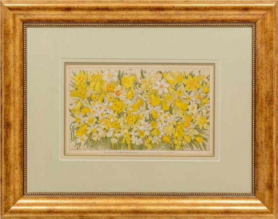 John Allen | The Boy's Own Daffodil Garden (1899) | MutualArt