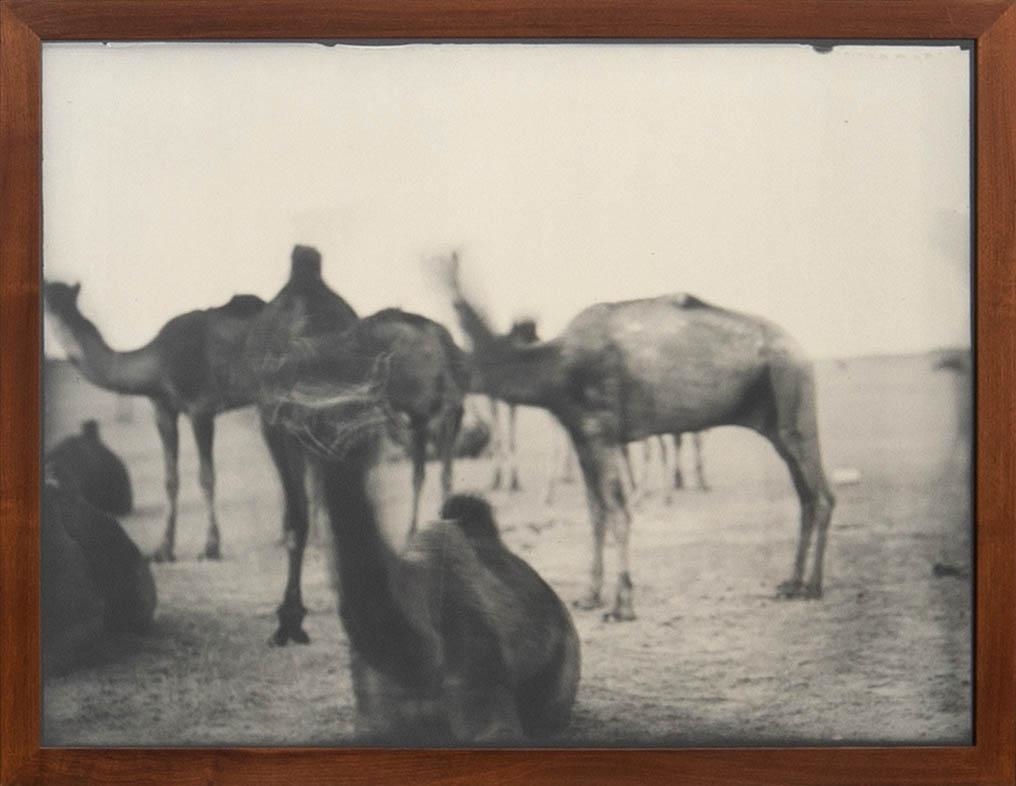 Denise Grünstein | Out of focus camels (1999) | MutualArt