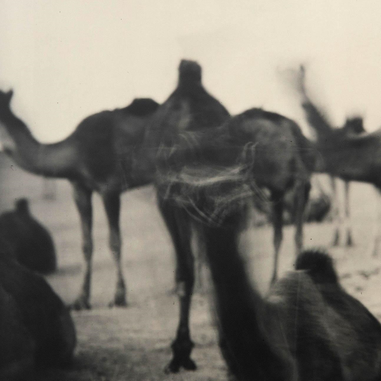 Denise Grünstein | Out of focus camels (1999) | MutualArt