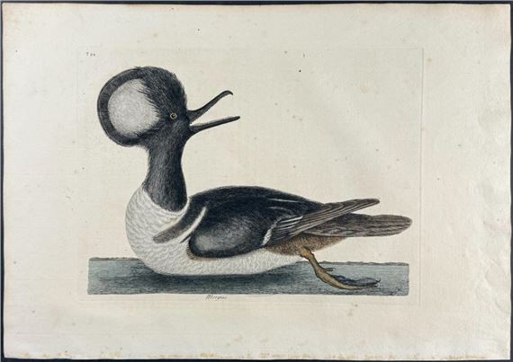 Mark Catesby | Round Crested Duck (1731 - 1743) | MutualArt