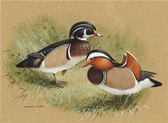 Raymond C. Watson | Study of a Carolina Drake and a Mandarin Drake ...