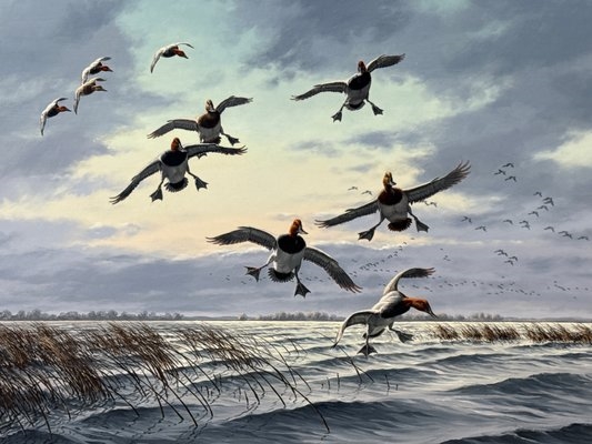 David Maass | Canvasback Ducks in Flight | MutualArt