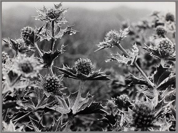 Pierre Michaud | Thistles (1960) | MutualArt