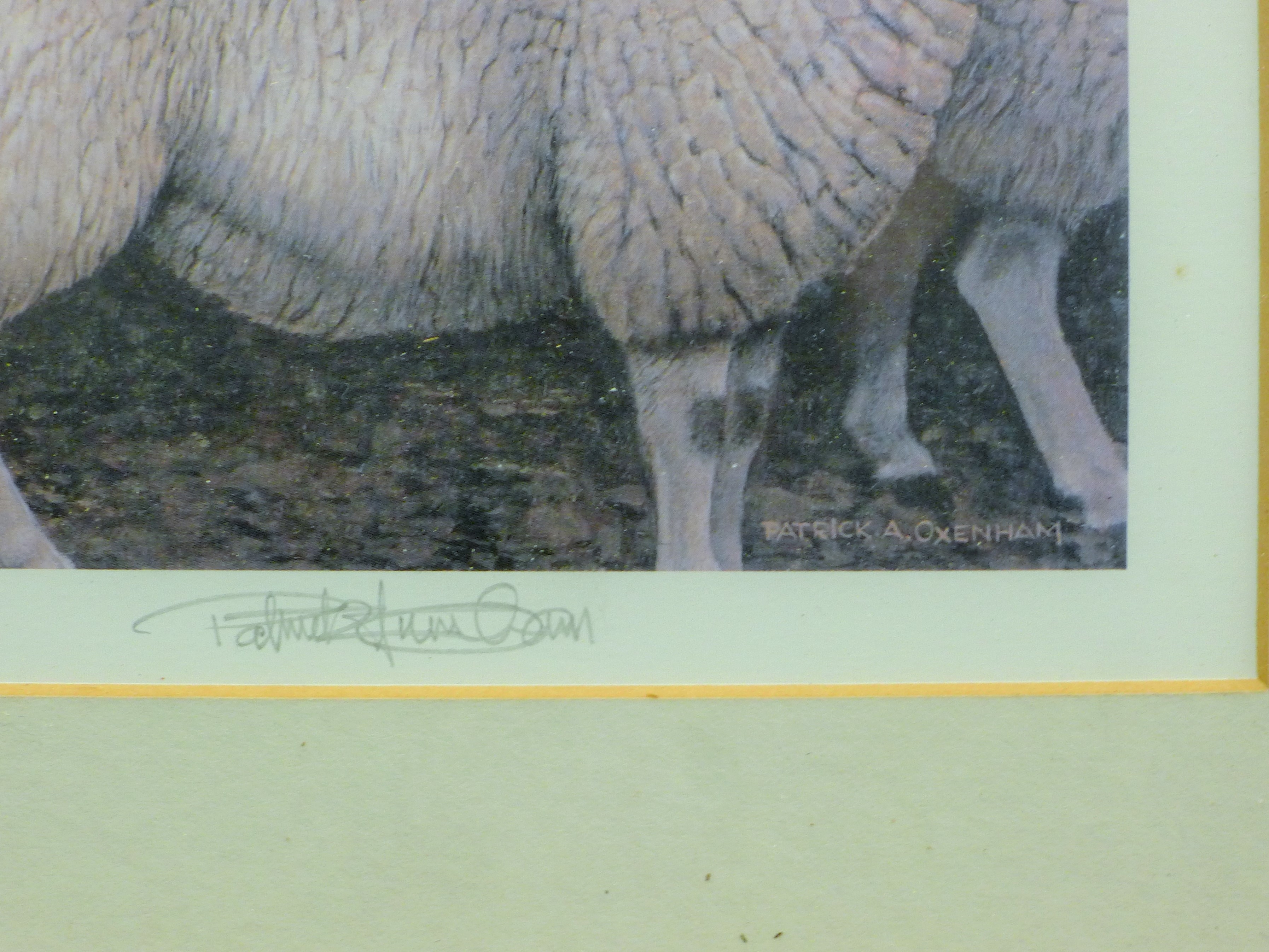 Patrick Oxenham | Black Sheep | MutualArt
