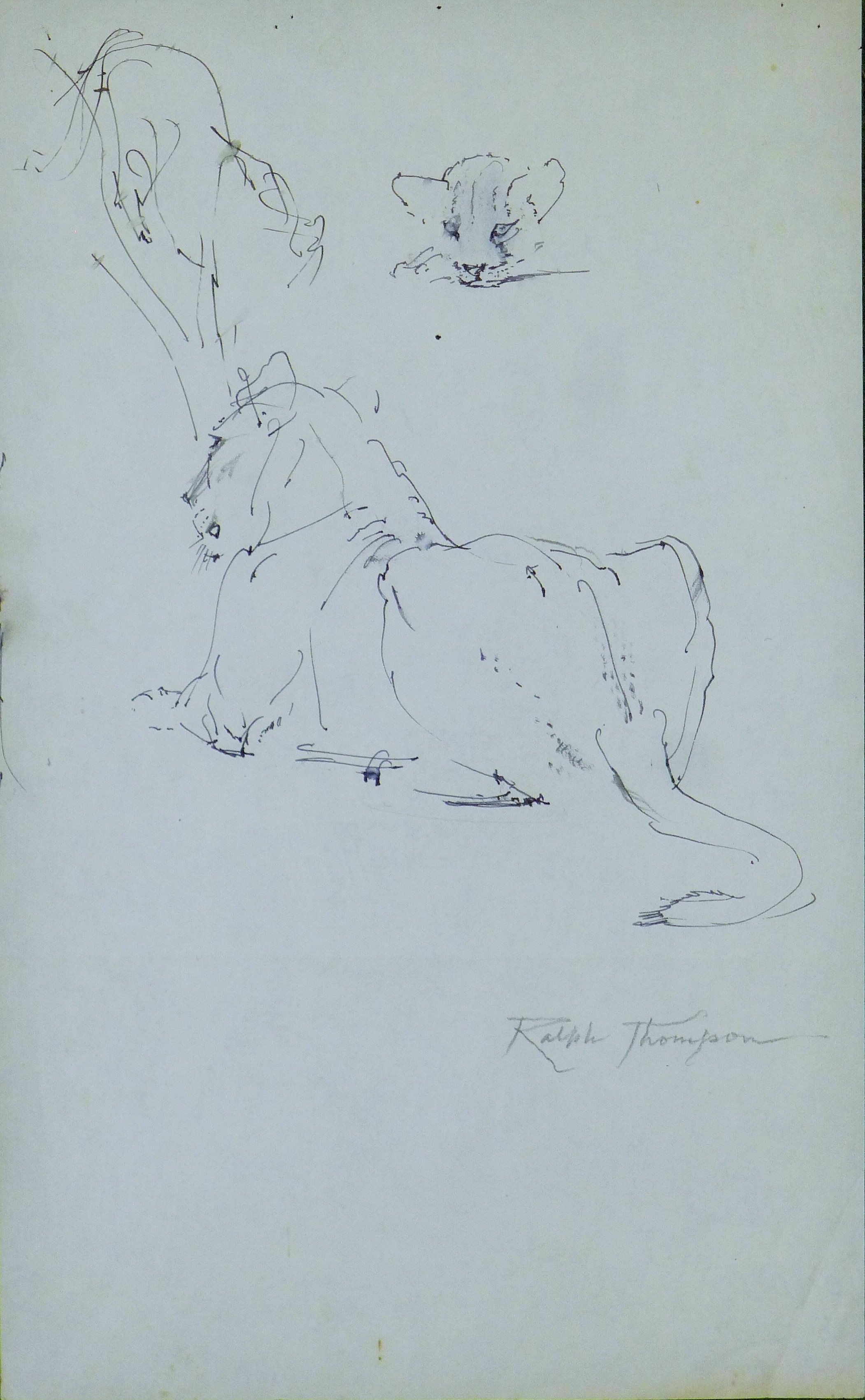 Ralph Thompson | Lioness and Cub Sketches | MutualArt