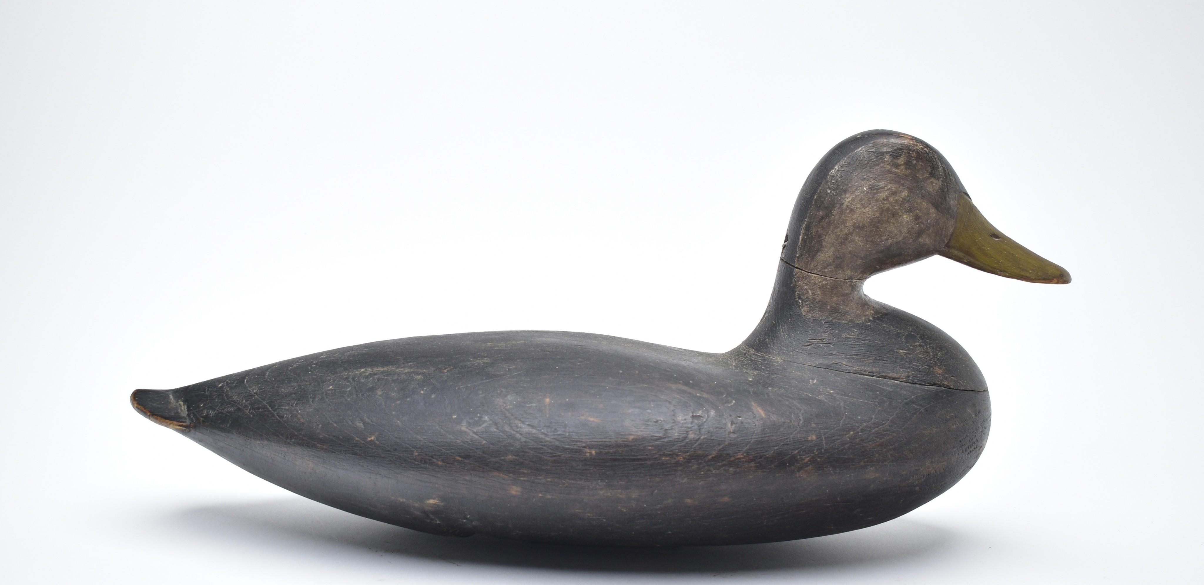 Sam Collins | Black duck | MutualArt