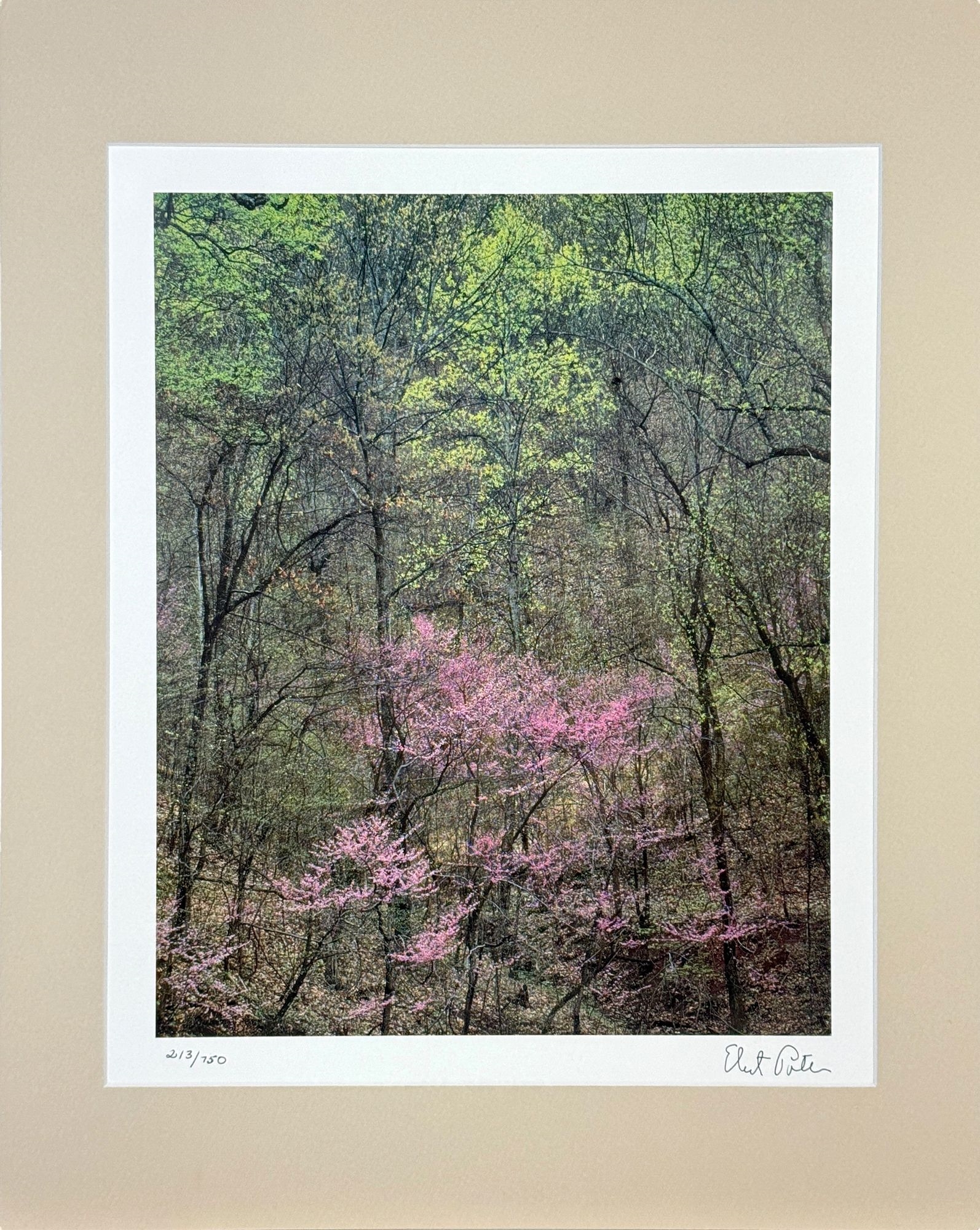 Eliot Porter | Woodland View With Flowering Trees | MutualArt