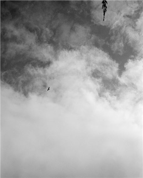 Martin Healy | Those who were birds I (2018) | MutualArt