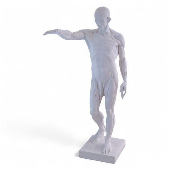 Jean-Antoine Houdon | Ecorché | MutualArt