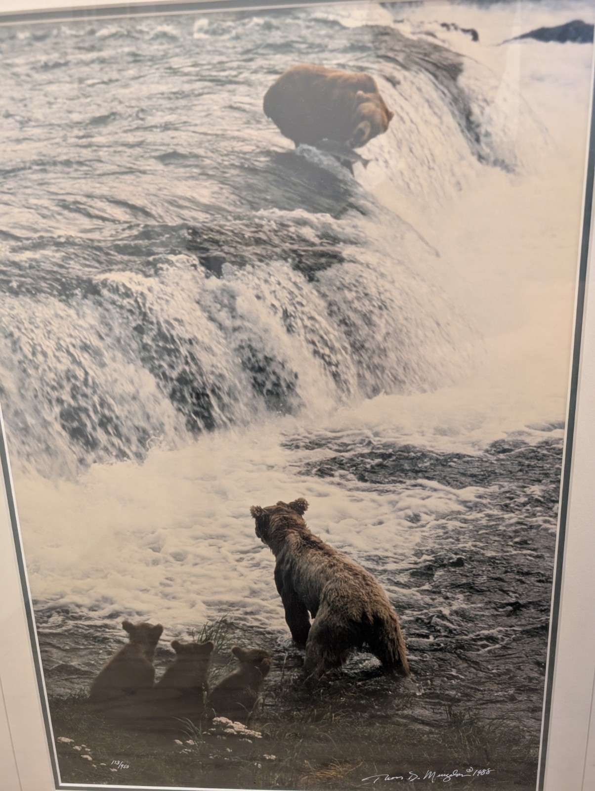 Thomas Mangelsen | Salmon Run - Brown Bears (1988) | MutualArt