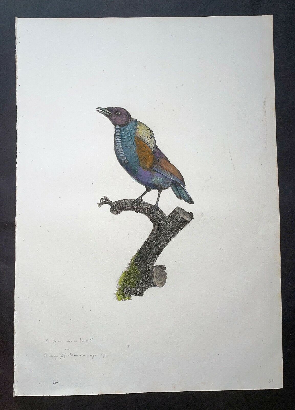 Jacques Barraband | Bird of Paradise No.10 (1801) | MutualArt