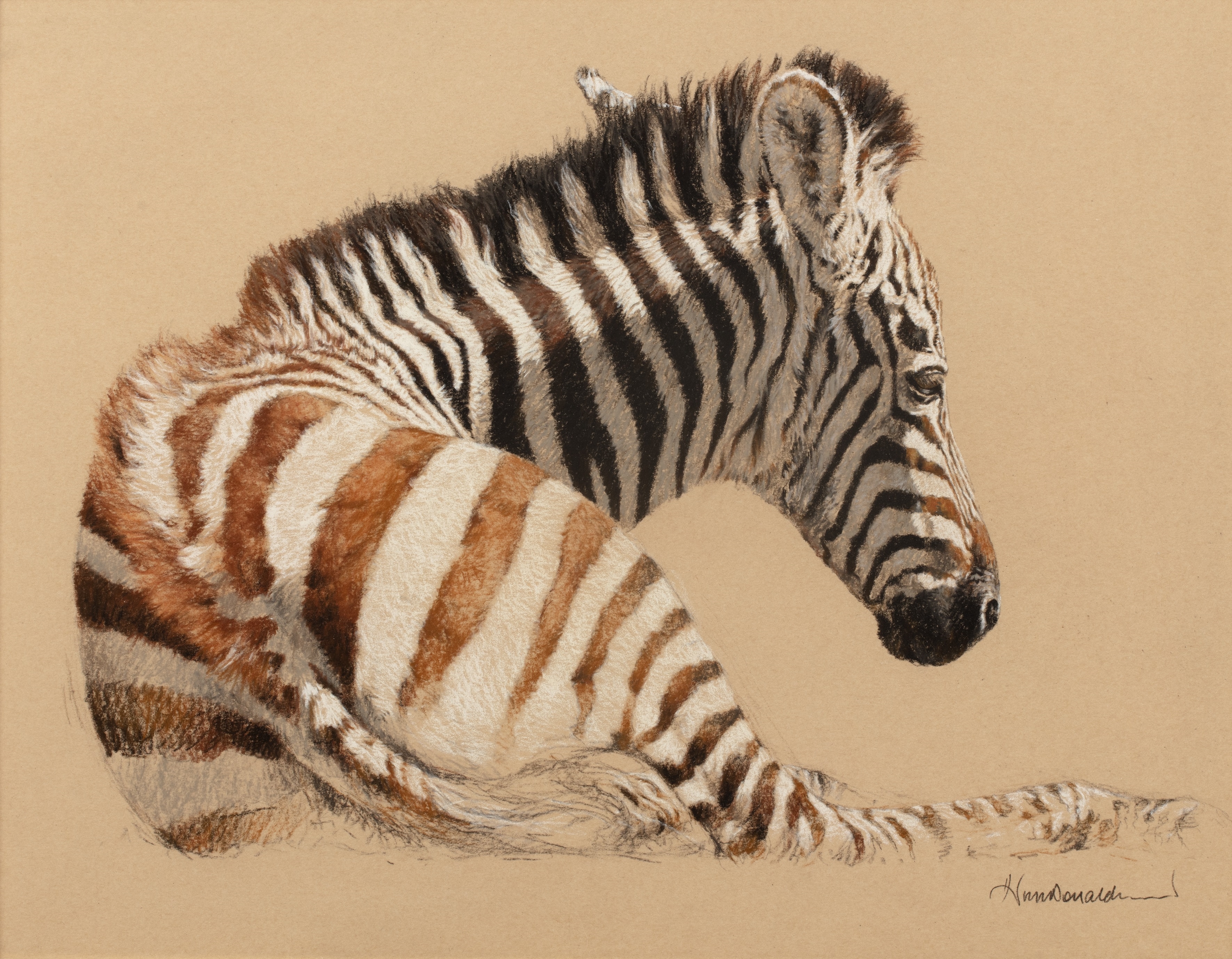 Kim Donaldson | Zebra Foal | MutualArt