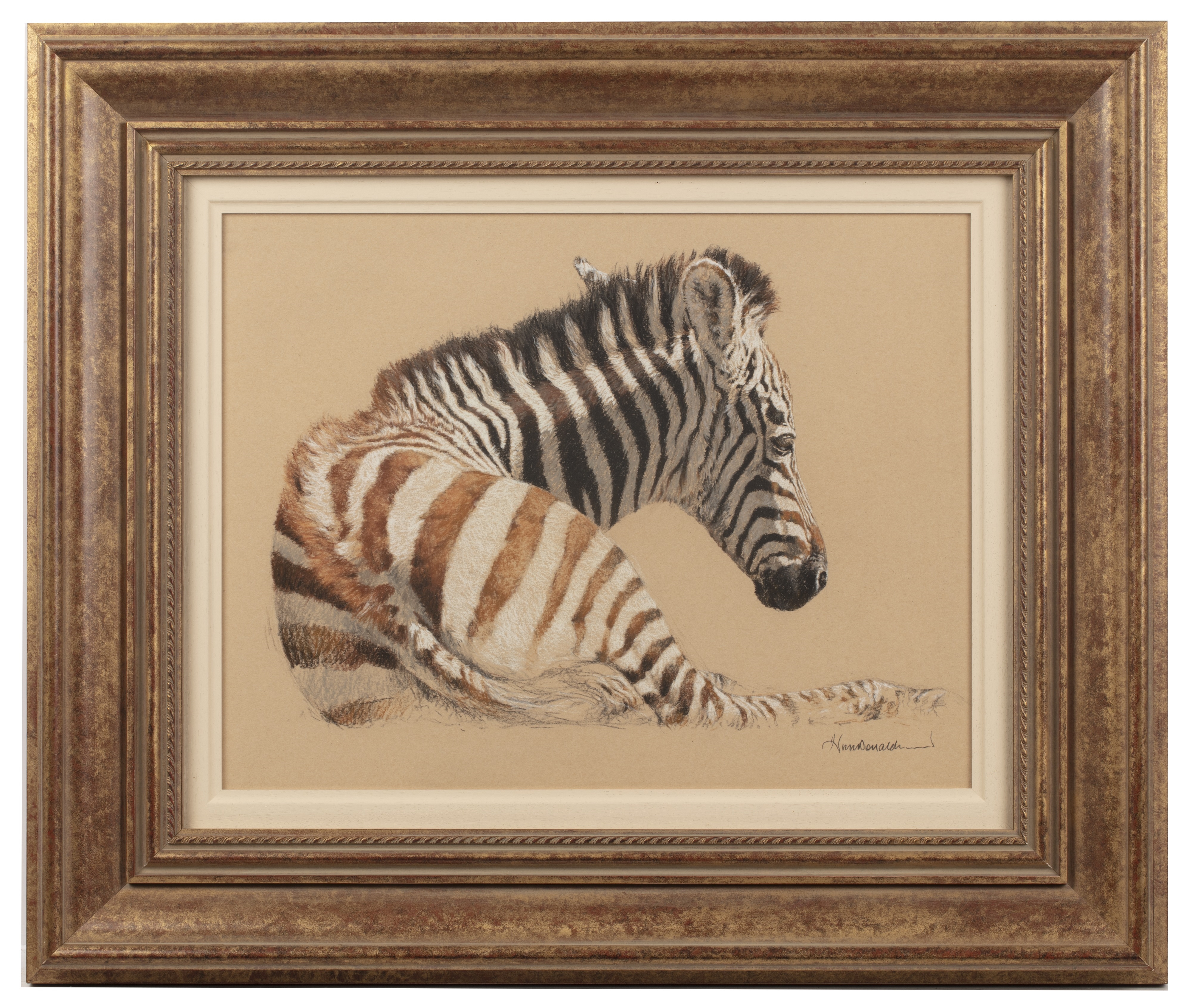 Kim Donaldson | Zebra Foal | MutualArt