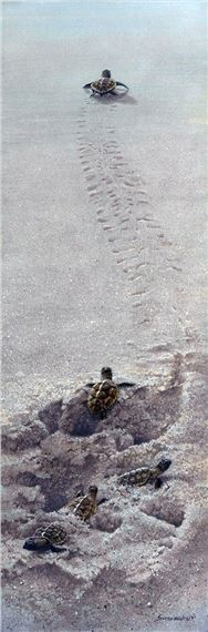 John Seerey-Lester | Finding the Way Turtle Hatchlings (2018 - 2024 ...